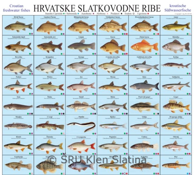 Ribolovne dozvole | ŠRU "Klen" Slatina